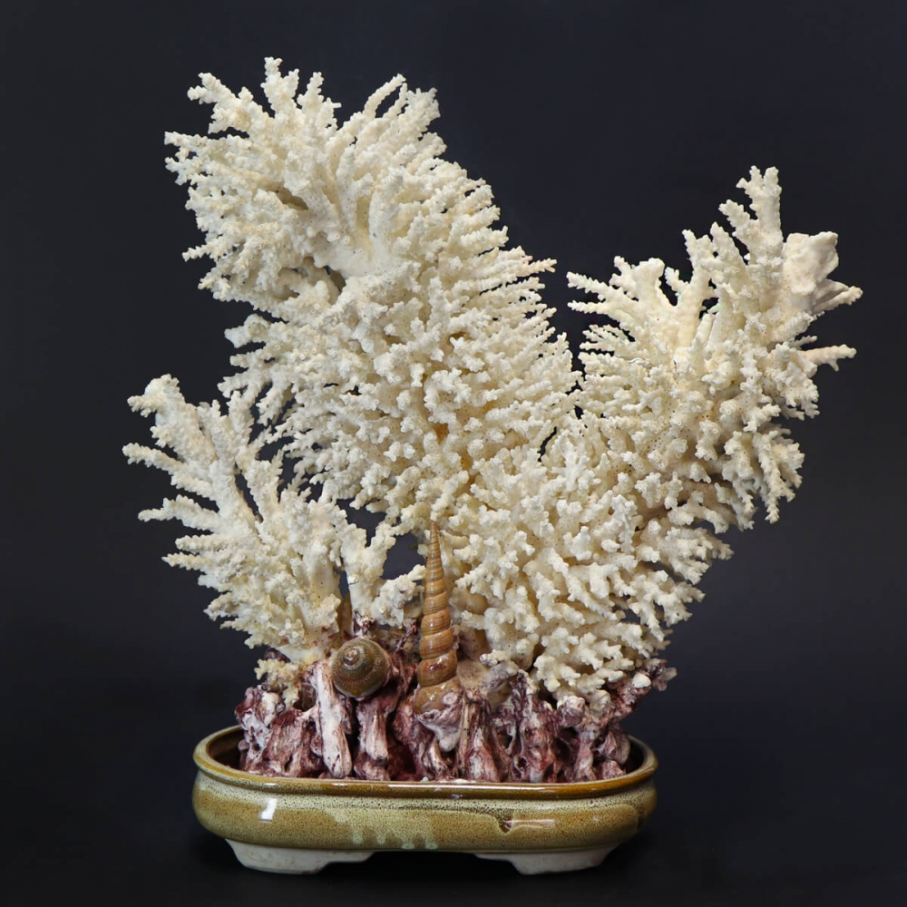 Acropora Florida Bonsai
