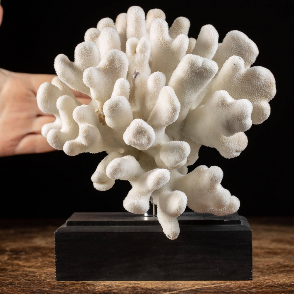 Corallo Bianco Stylophora Pistillata