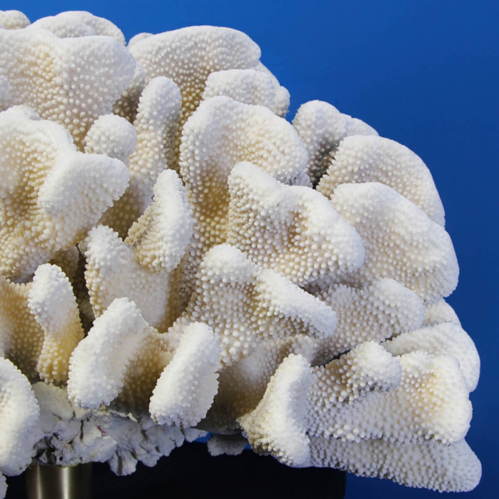 Pocillopora Meandrina Gigante