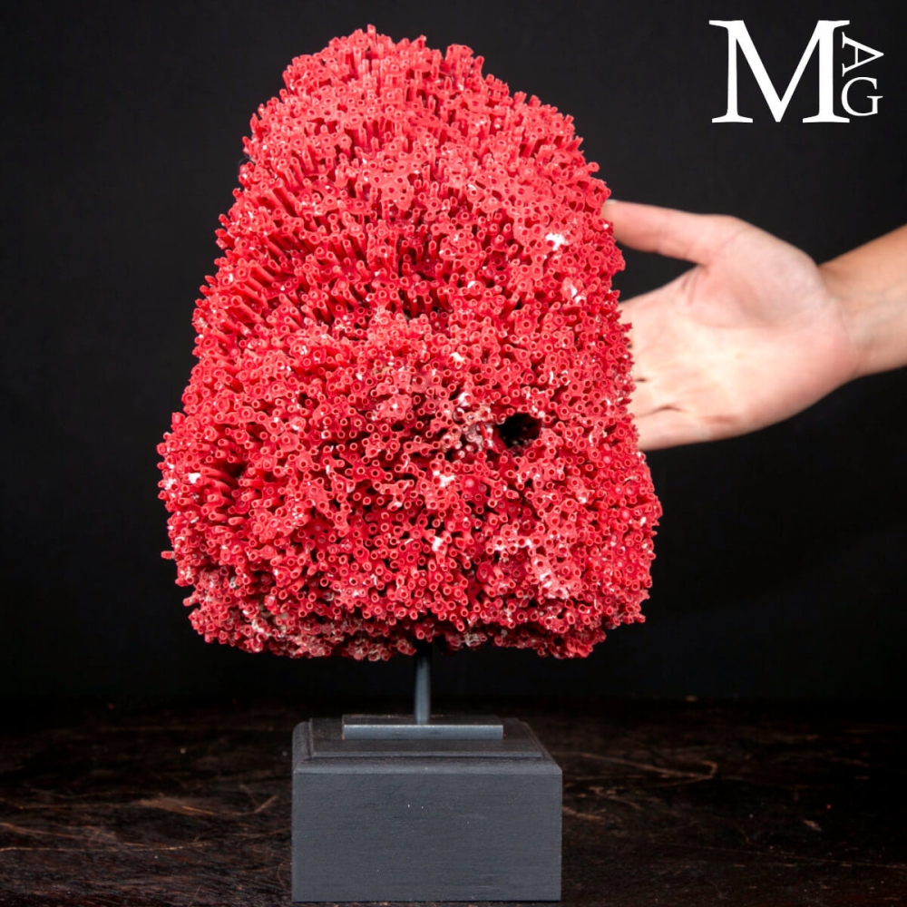 Tubipora Musica – Corallo Organoporo.