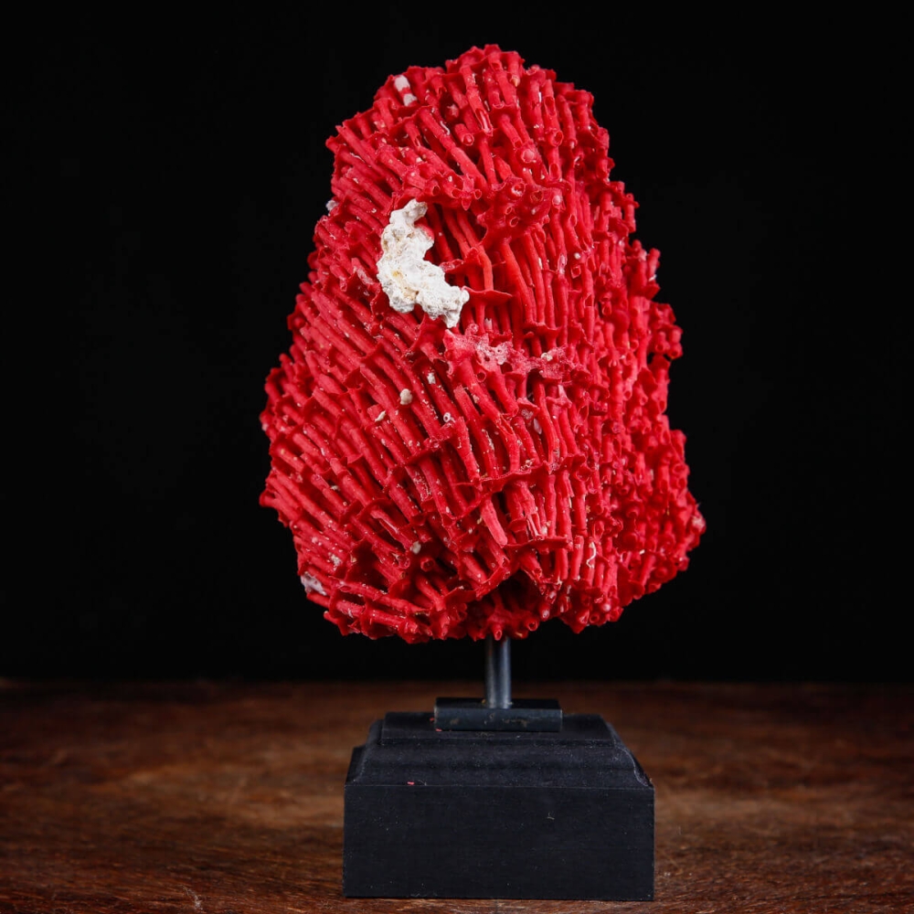 Tubipora Musica – The Organ Pipe Coral. - CORR-08