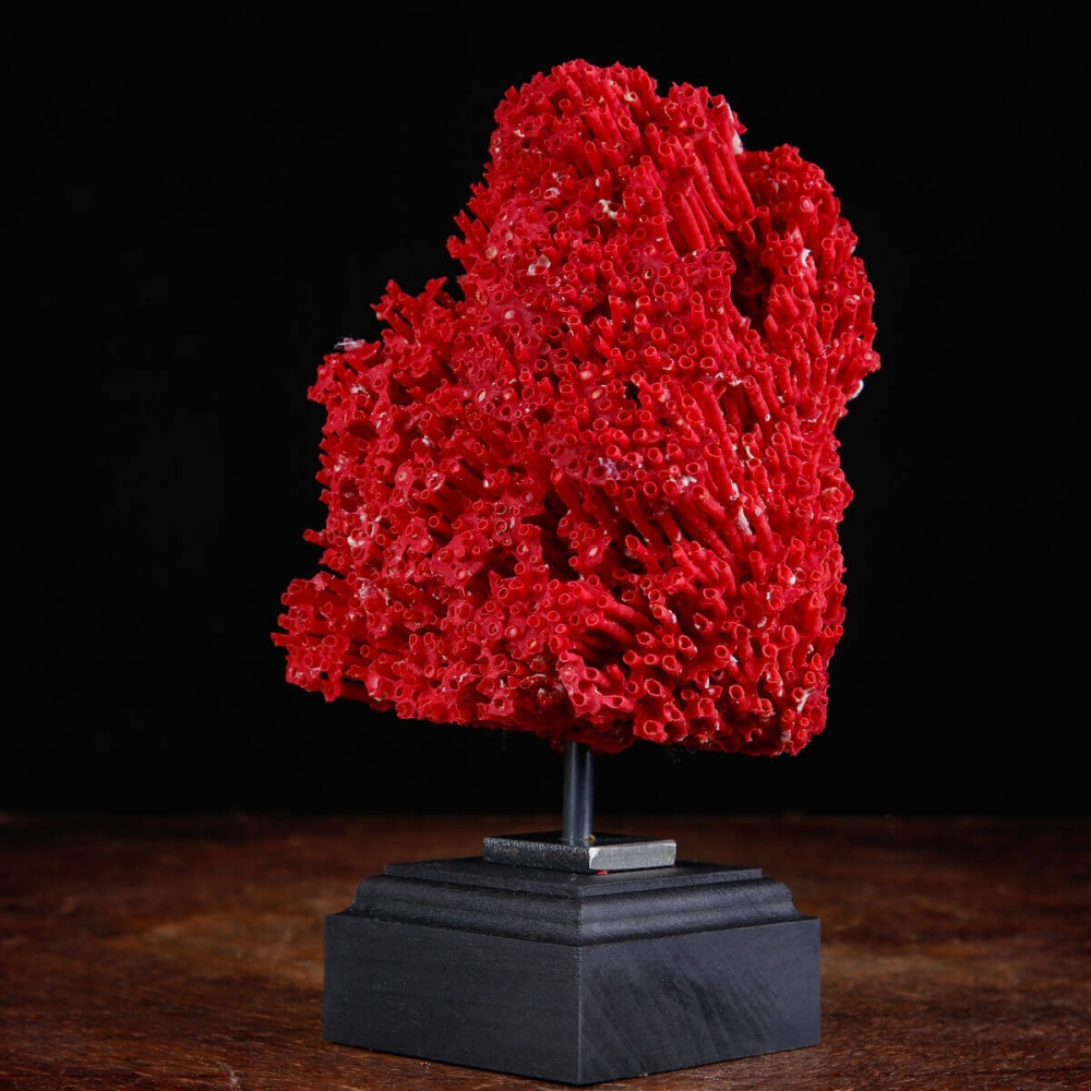 Tubipora Musica – The Organ Pipe Coral. - CORR-08