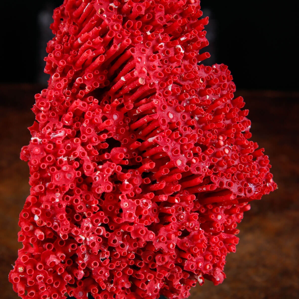 Tubipora Musica – The Organ Pipe Coral. - CORR-08