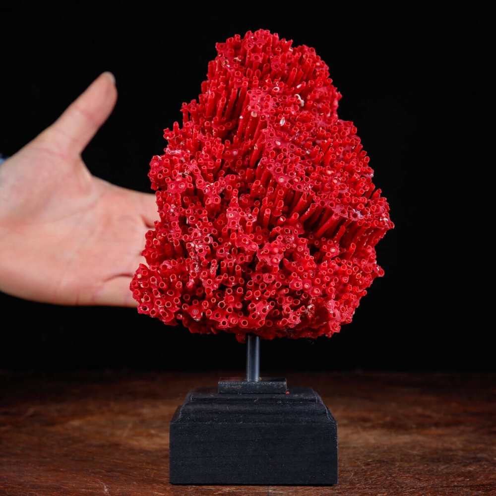 Tubipora Musica – The Organ Pipe Coral. - CORR-08