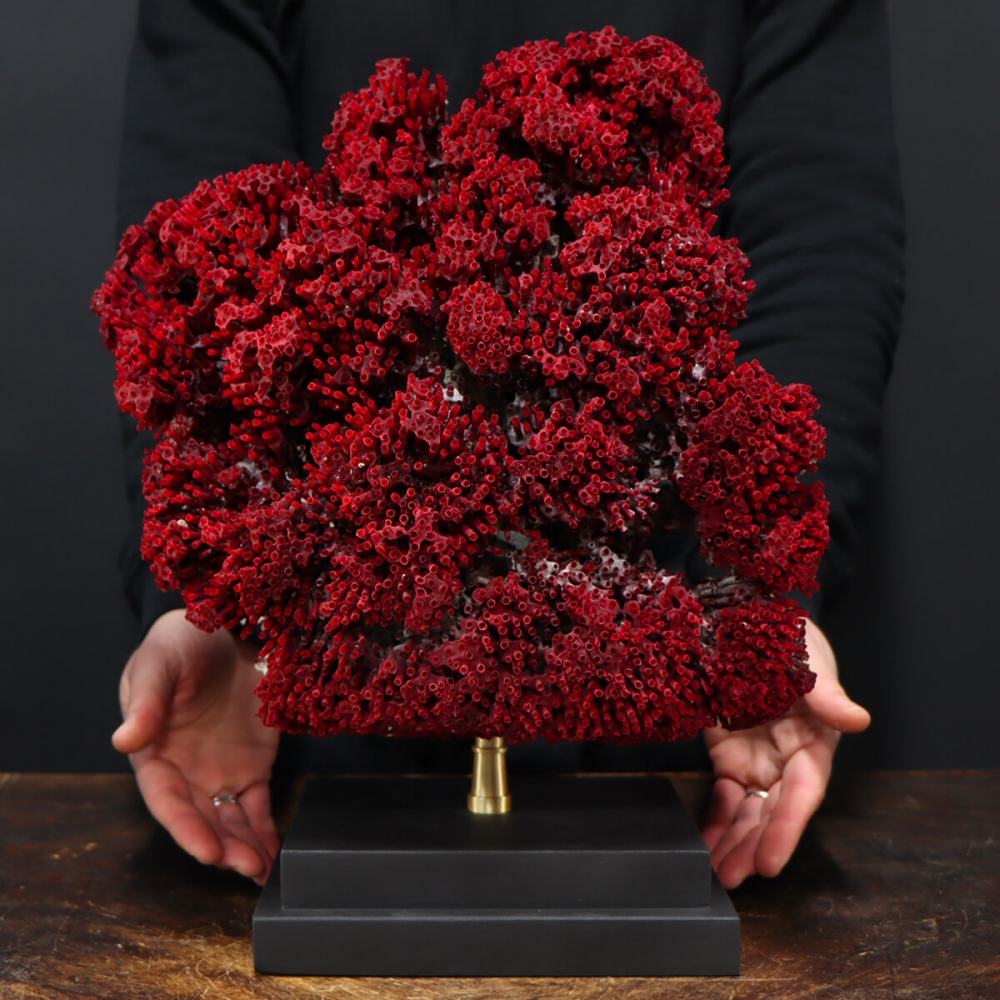 Tubipora Musica - Raro Corallo Rosso