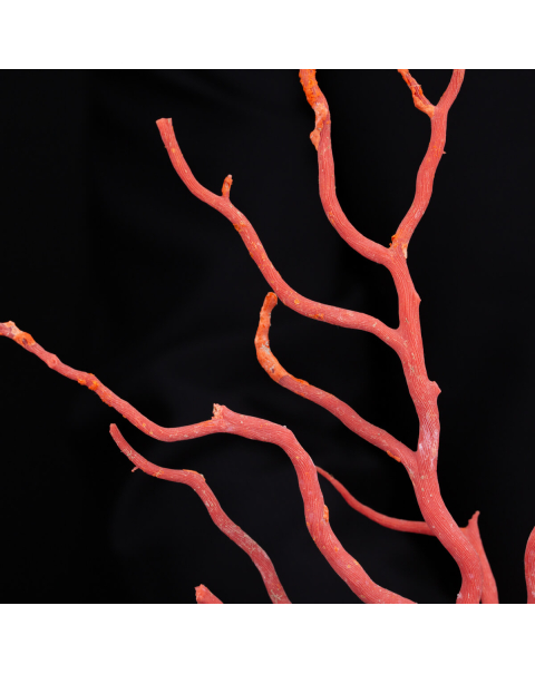 Tak van Rode Mediterrane Koraal. - CRS-06