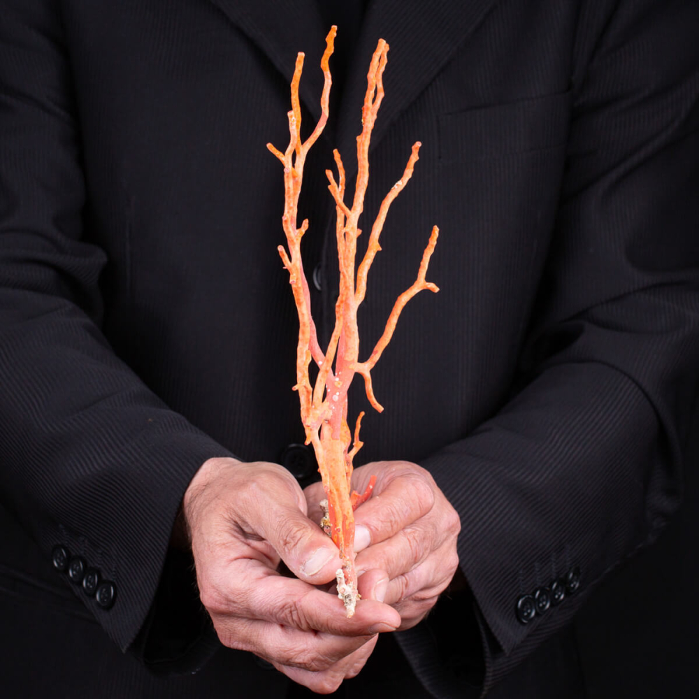 Ramo di Corallo Rosso della Sardegna: Corallium Rubrum.