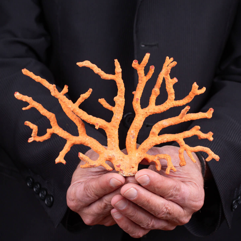 Rama de Coral: Corallium Rubrum. - CRS-08