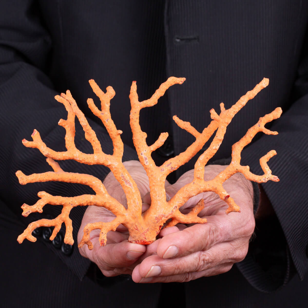 Rama de Coral: Corallium Rubrum. - CRS-08