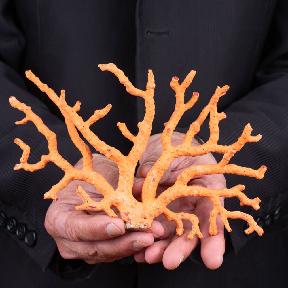 Rama de Coral: Corallium Rubrum. - CRS-08