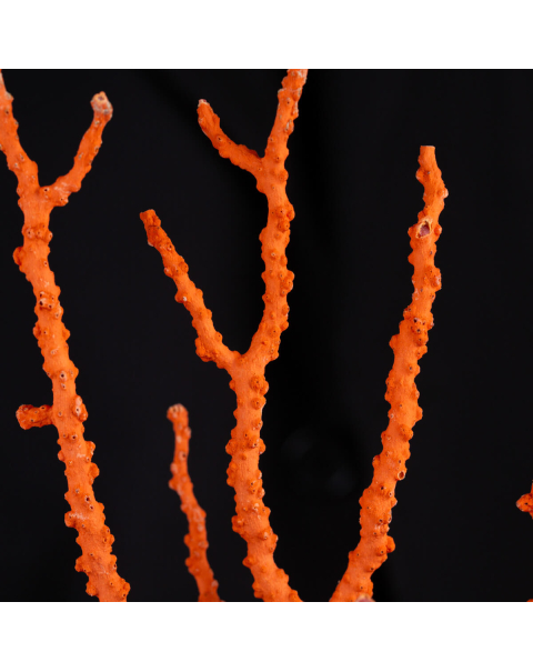 Corallo Rosso: Curiosità Naturale.