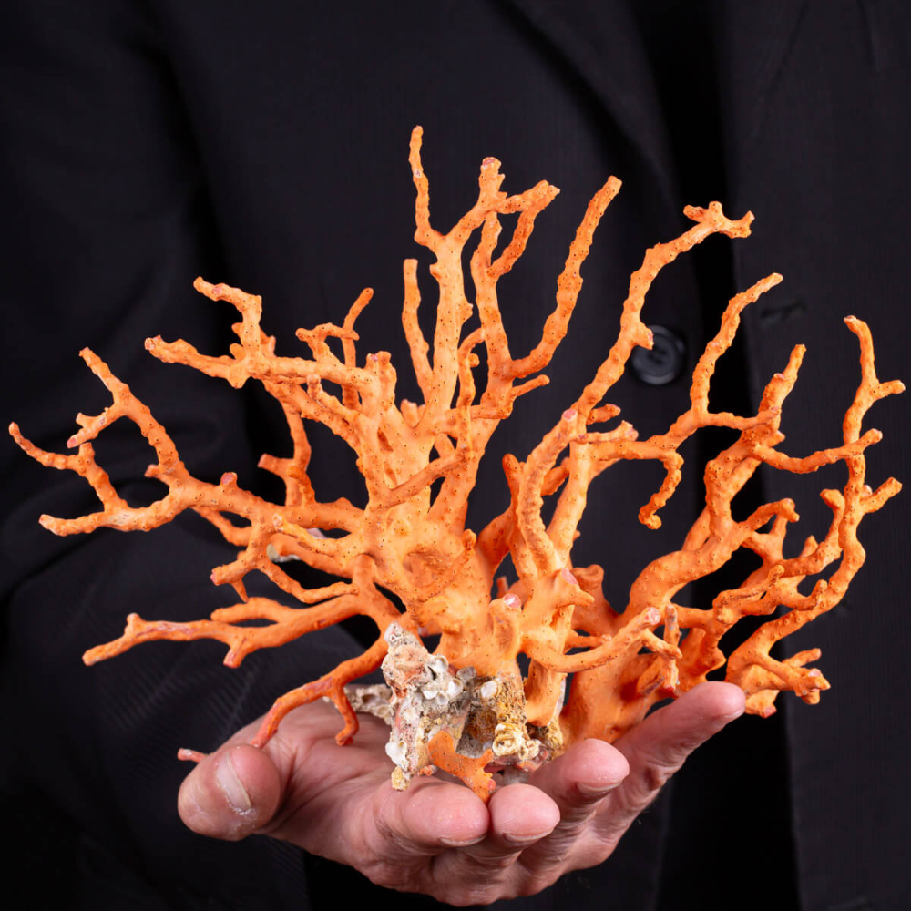 Red Coral: Collecting and Natural Beauty. - CRS-14