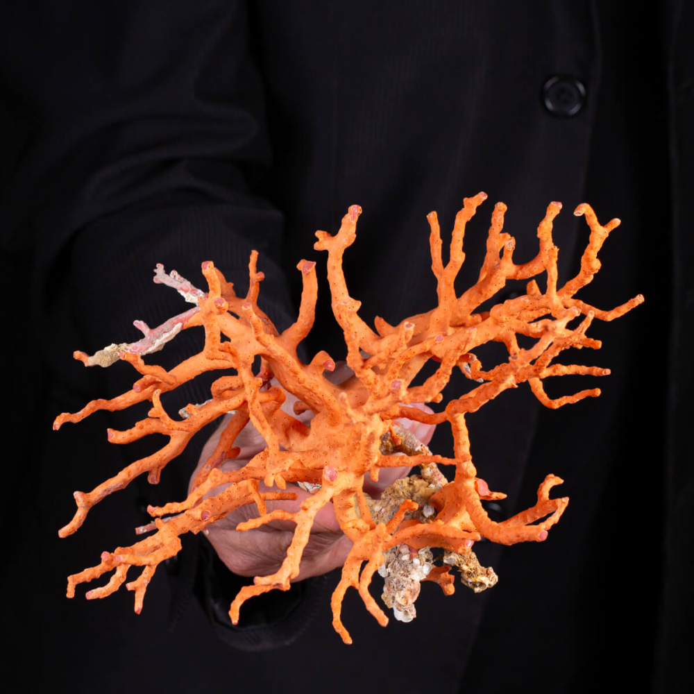 Red Coral: Collecting and Natural Beauty. - CRS-14