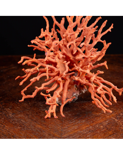 Rode Middellandse Zeekoraal: Een Zeldzaam Juweel voor Avontuurlijke ...