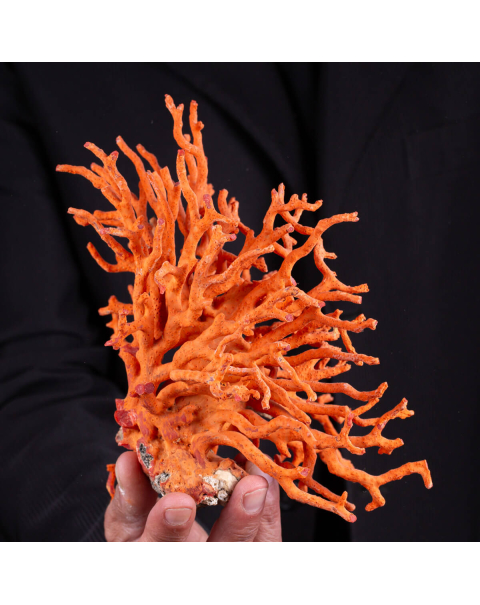 Rode Middellandse Zeekoraal: Een Zeldzaam Juweel voor Avontuurlijke ...