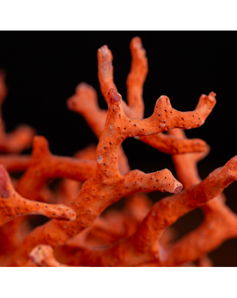 Red Mediterranean Coral: A Rare Gem for Adventurous Collectors. - CRS-15