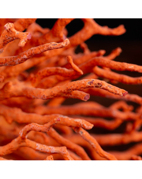 Rode Middellandse Zeekoraal: Een Zeldzaam Juweel voor Avontuurlijke ...