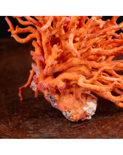 Rode Middellandse Zeekoraal: Een Zeldzaam Juweel voor Avontuurlijke ...