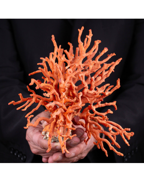 Rode Middellandse Zeekoraal: Een Zeldzaam Juweel voor Avontuurlijke ...