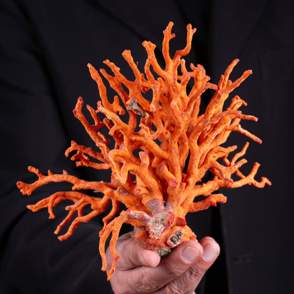 Red Mediterranean Coral: A Rare Gem for Adventurous Collectors. - CRS-15