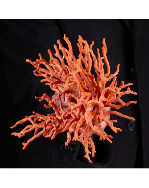 Rode Middellandse Zeekoraal: Een Zeldzaam Juweel voor Avontuurlijke ...