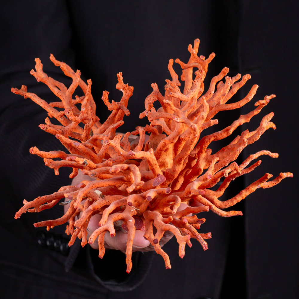 Red Mediterranean Coral: A Rare Gem for Adventurous Collectors. - CRS-15