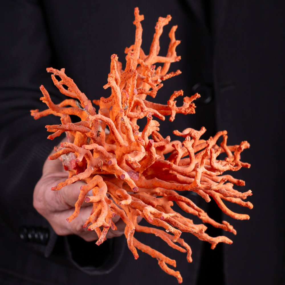 Red Mediterranean Coral: A Rare Gem for Adventurous Collectors. - CRS-15