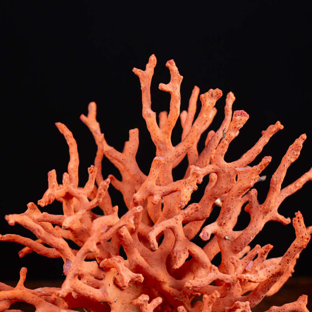 Red Mediterranean Coral: A Rare Gem for Adventurous Collectors. - CRS-15
