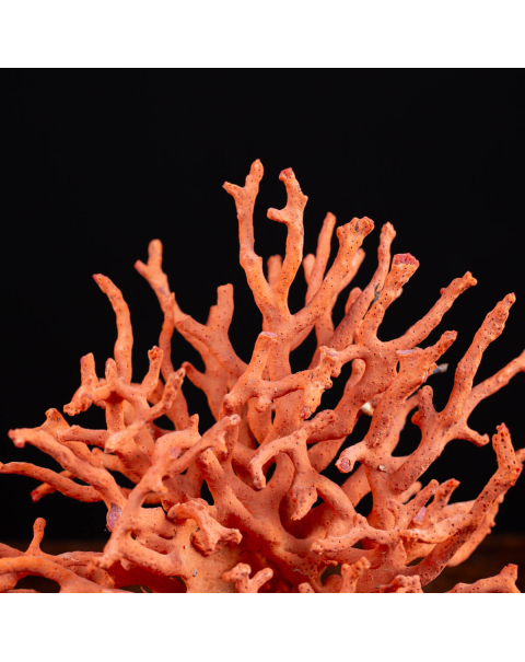 Rode Middellandse Zeekoraal: Een Zeldzaam Juweel voor Avontuurlijke ...