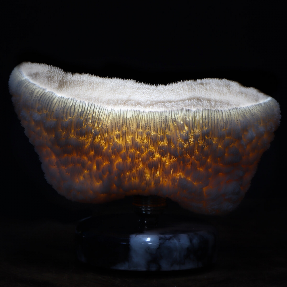 Halomitra Pileus su base in marmo