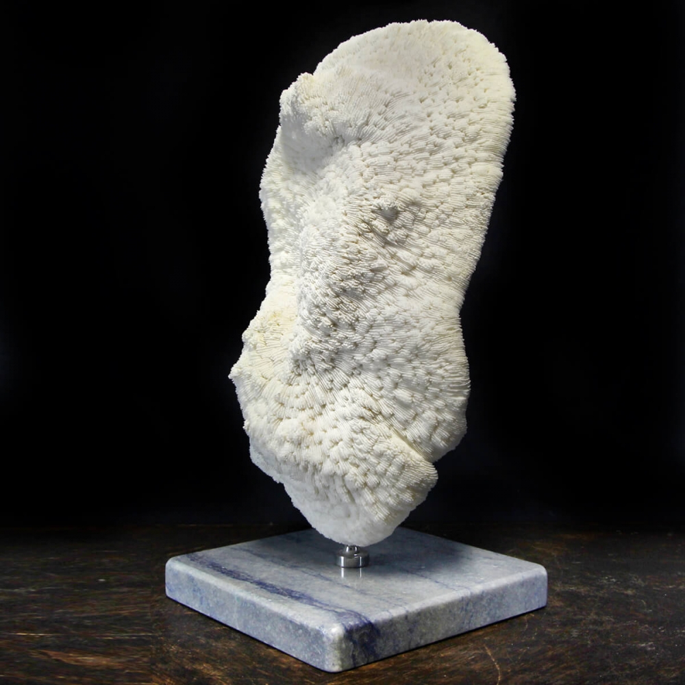 Halomitra Pileus su base in marmo