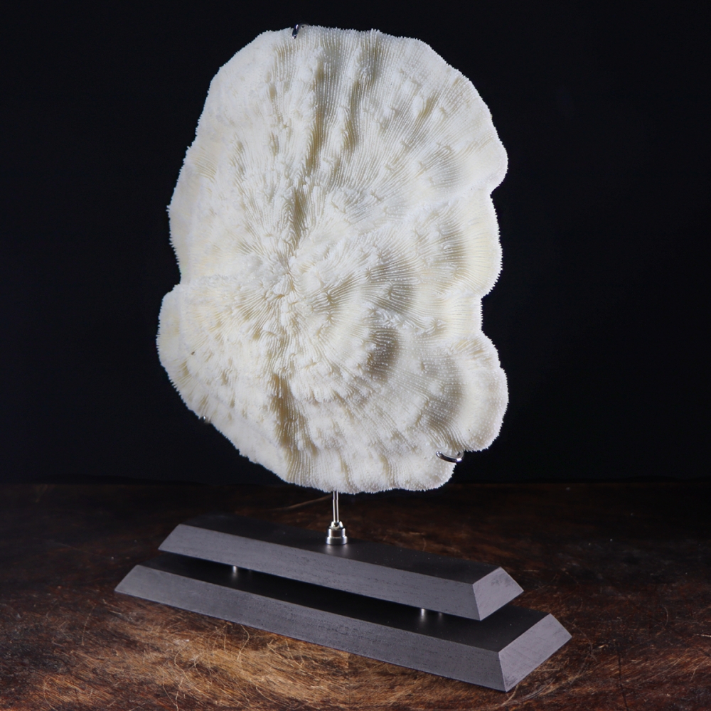 Halomitra Pileus su base in legno