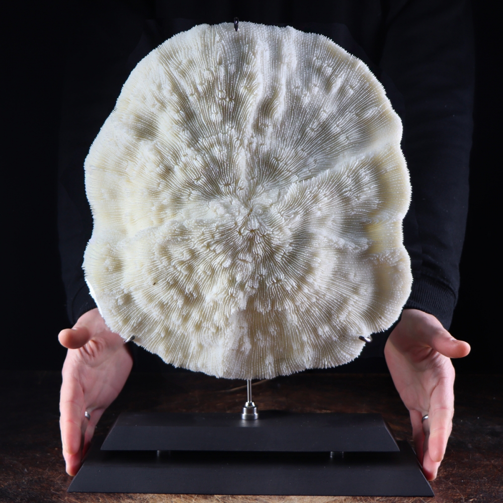 Halomitra Pileus su base in legno