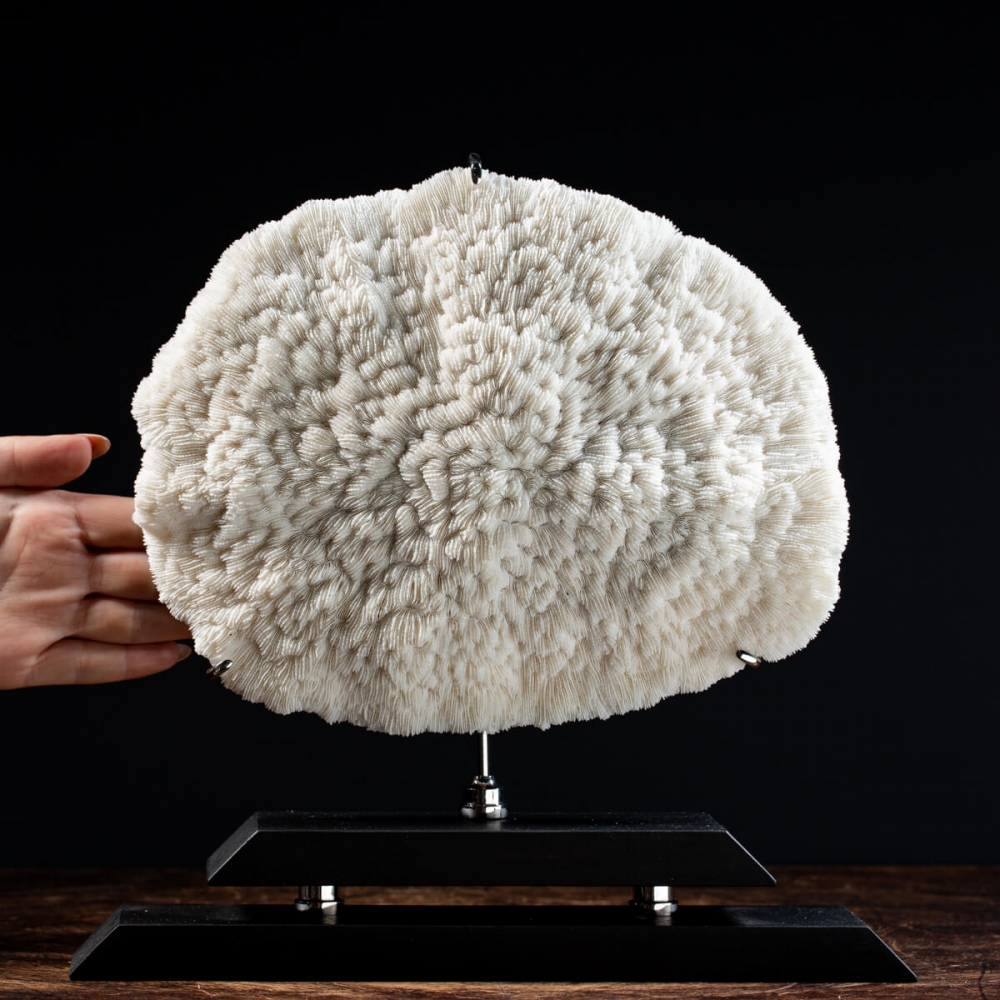 Halomitra Pileus su base in legno