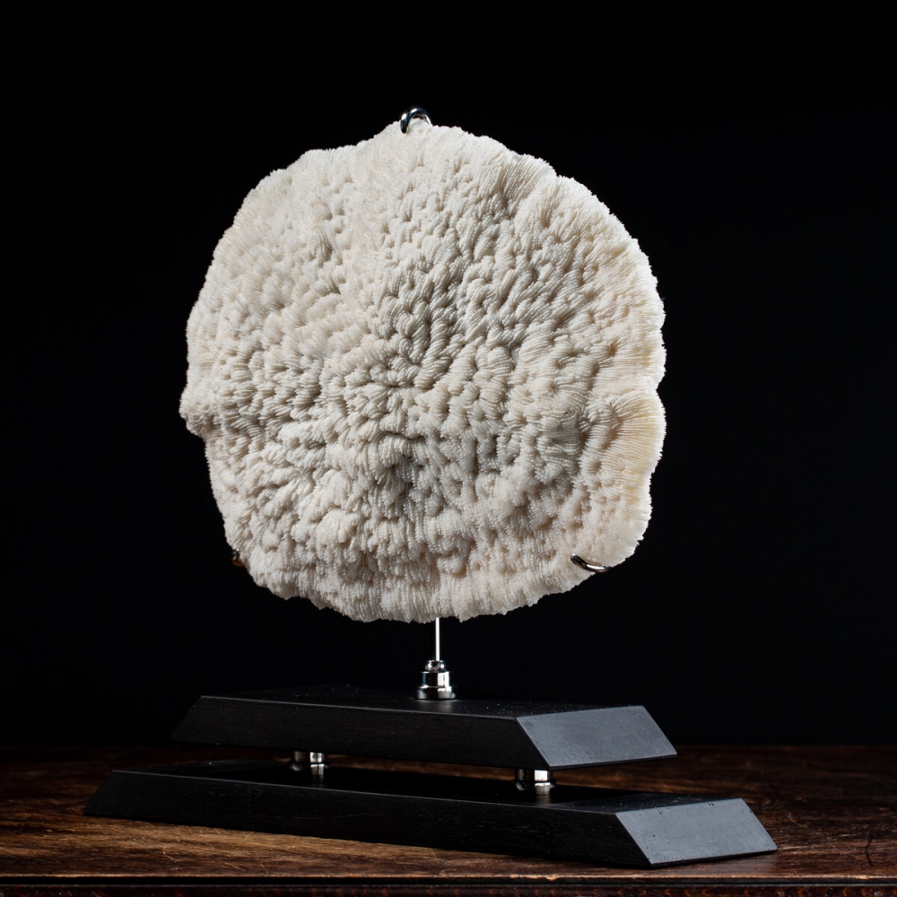 Halomitra Pileus su base in legno