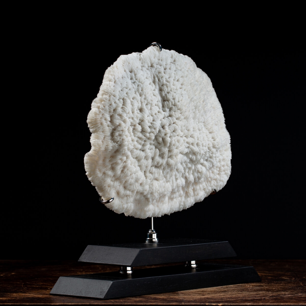 Halomitra Pileus su base in legno