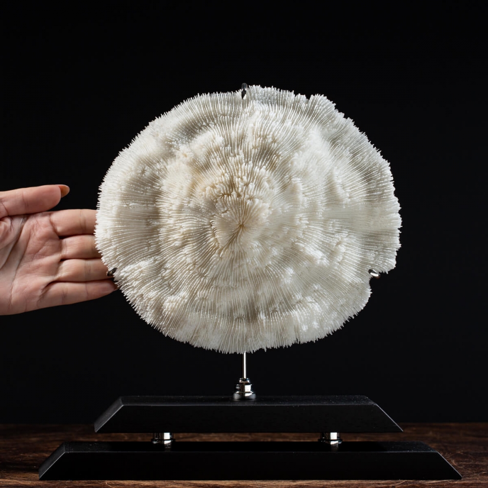 Halomitra Pileus su base in legno