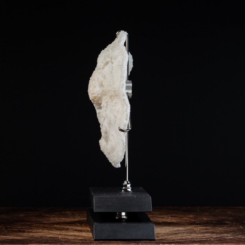 Halomitra Pileus su base in legno