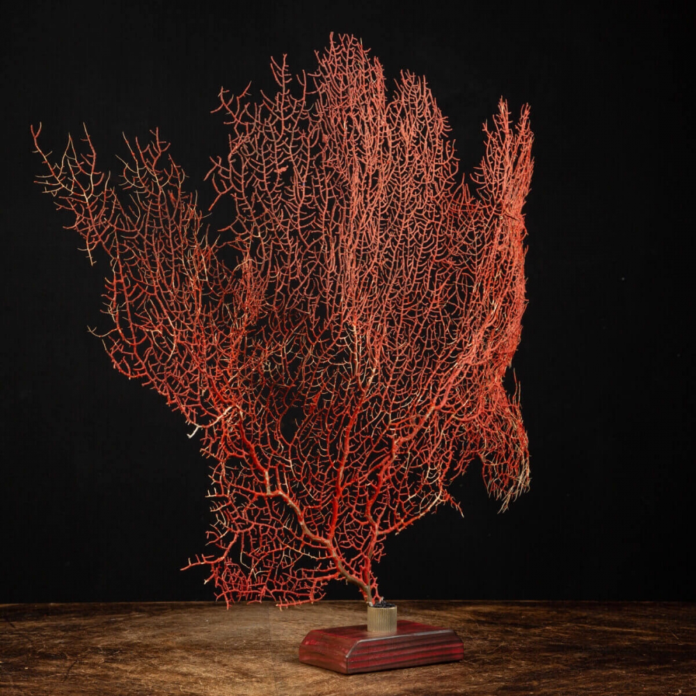 Gorgonia Rossa su base in Legno - GOR-48