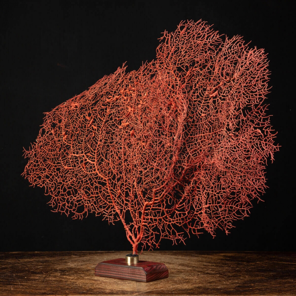 Gorgonia Rossa su base decorativa