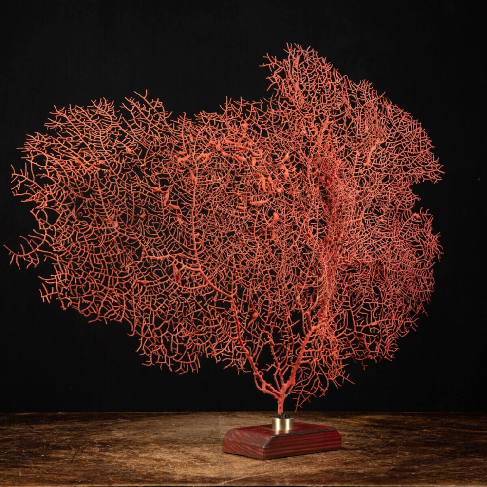 Gorgonia Rossa su base decorativa