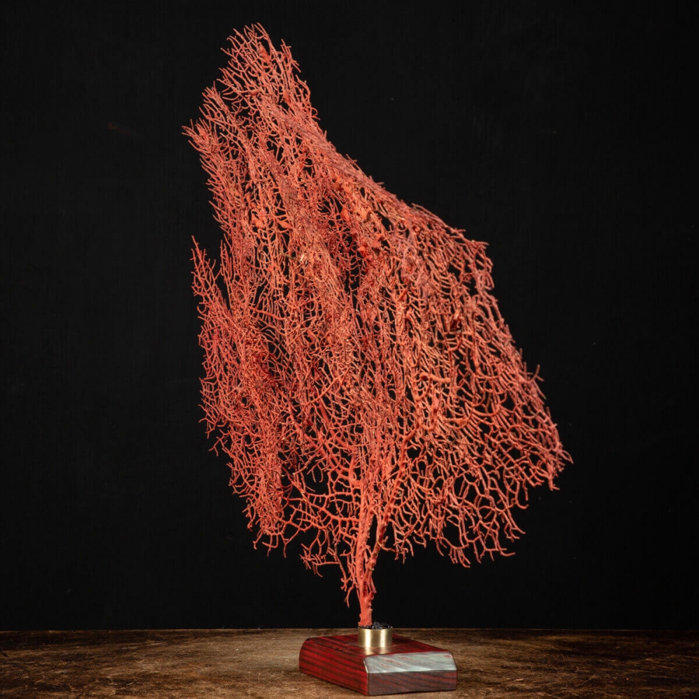 Gorgonia Rossa su base decorativa