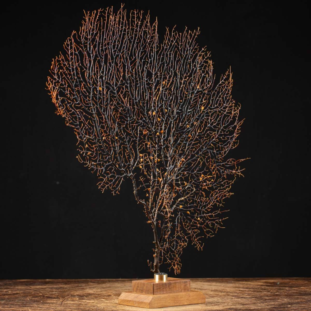 Natural Black Gorgonia in Your Living Room.