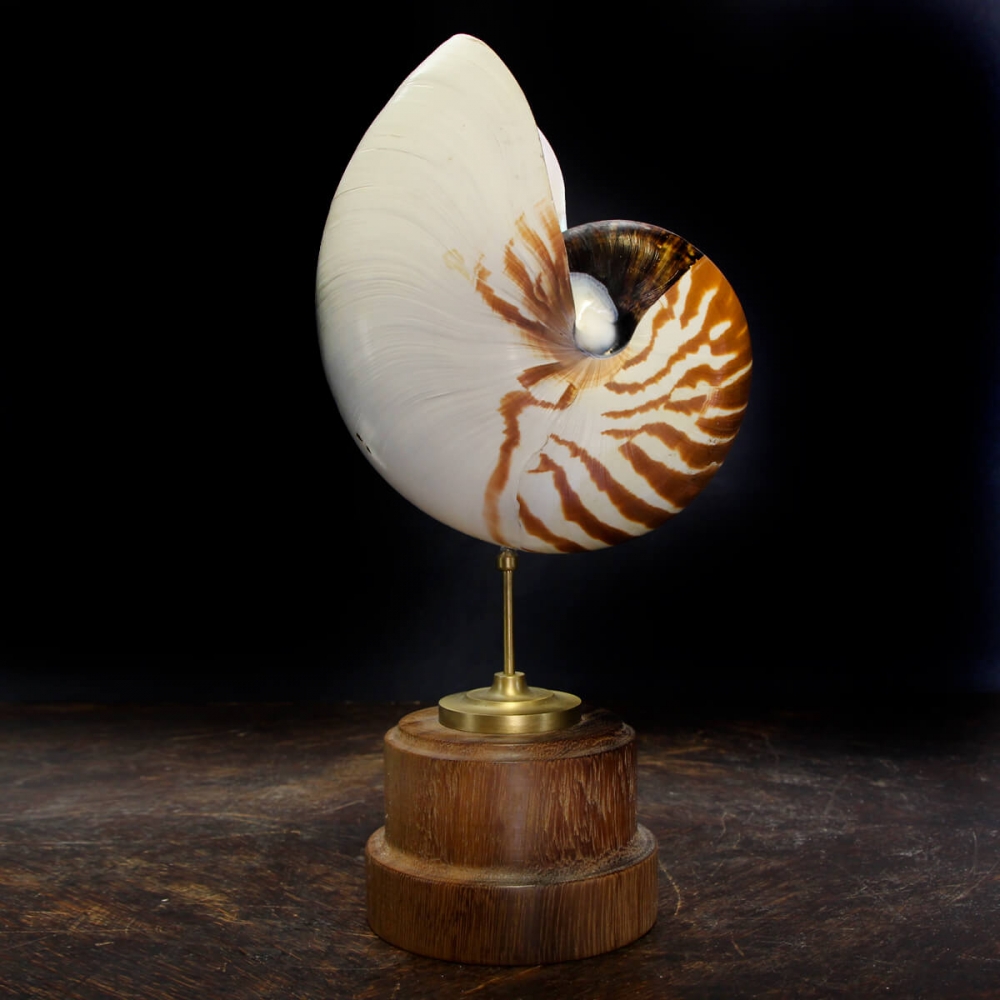 Nautilus Pompilius su Piedistallo