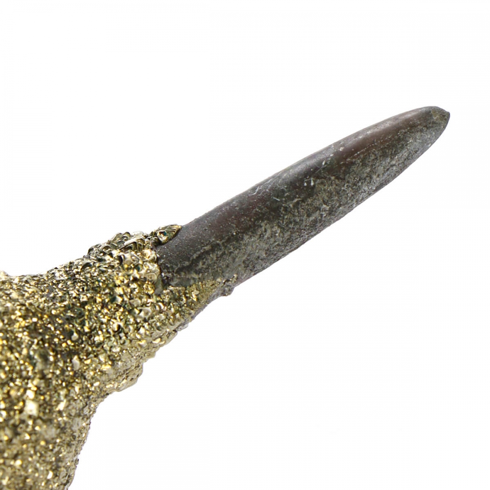 Belemnite su Pyrite - Russia