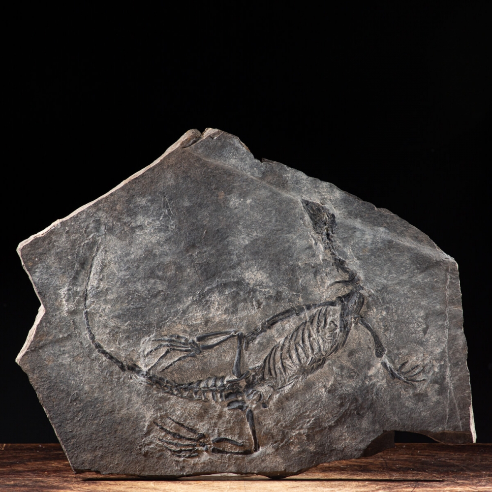 Claudiosaurus Germaini - Madagascar