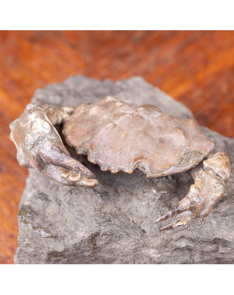 Granchio Fossile - Zanthopsis Dufouri (Edwards, 1850) - PPF-03