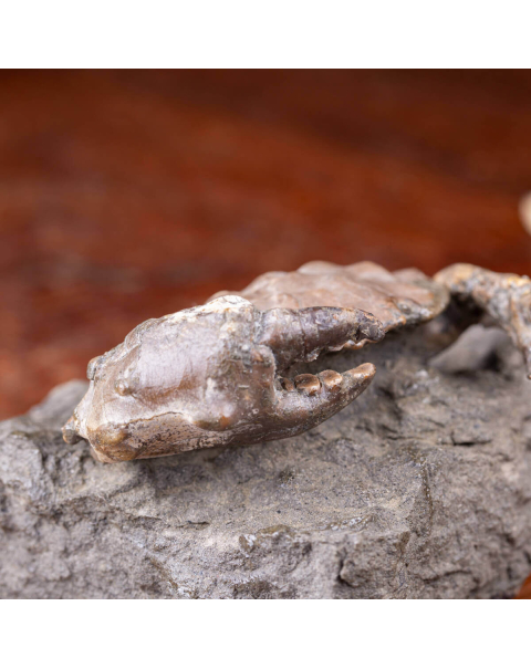 Granchio Fossile - Zanthopsis Dufouri (Edwards, 1850) - PPF-03