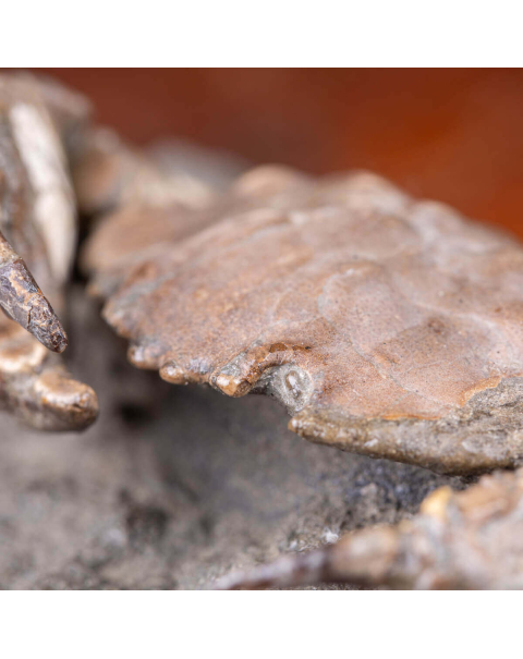 Granchio Fossile - Zanthopsis Dufouri (Edwards, 1850) - PPF-03
