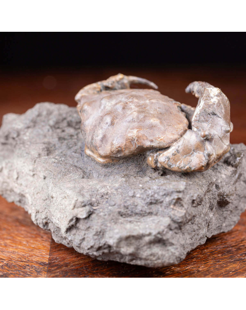 Granchio Fossile - Zanthopsis Dufouri (Edwards, 1850) - PPF-03